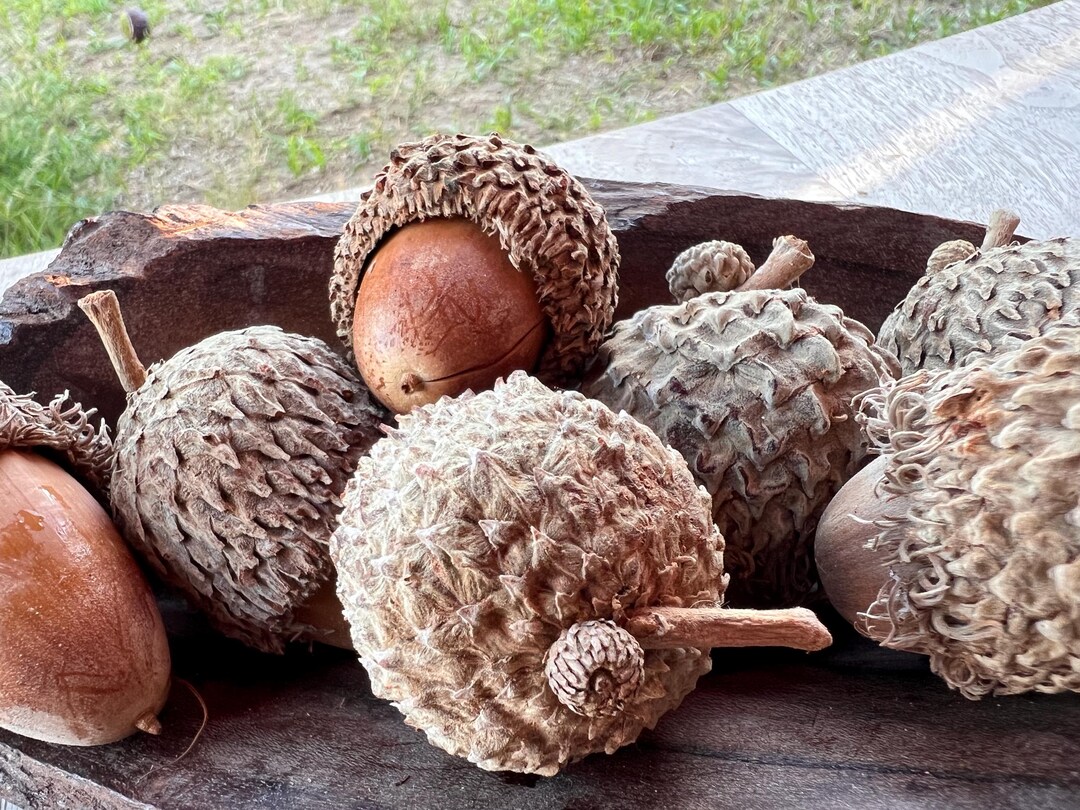 Large Raw Acorns With Caps-10 Pc|texas Bur Oak|pot Pourri Fill|wreath ...