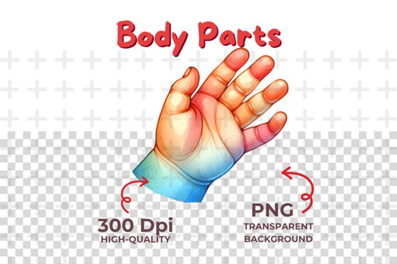 20 Human Body Parts Clip Art PNG - Etsy