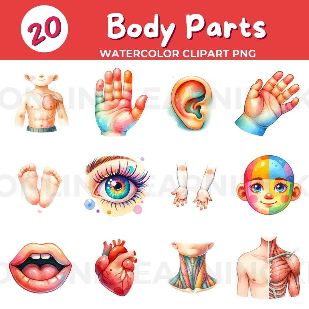 20 Human Body Parts Clip Art PNG - Etsy
