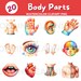 20 Human Body Parts Clip Art PNG - Etsy