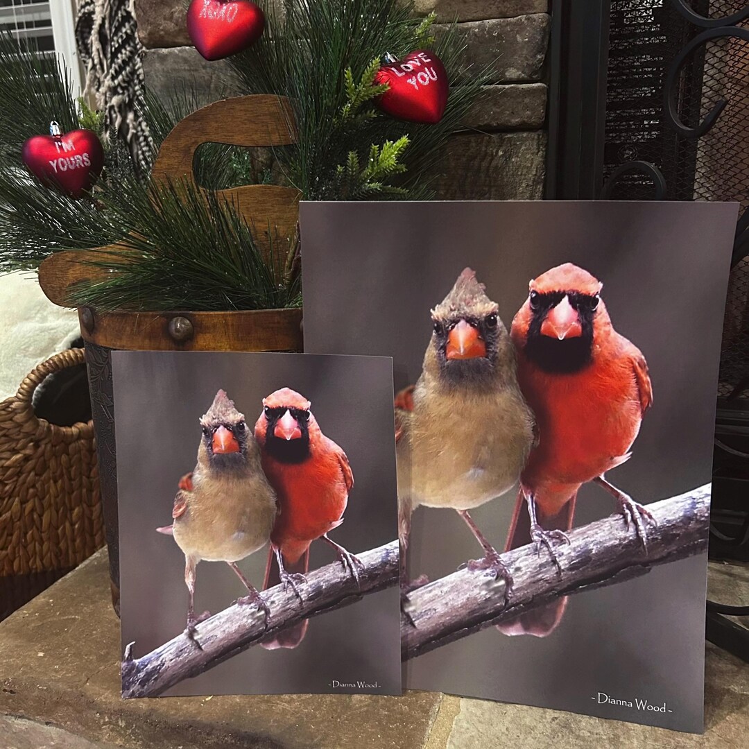 Cardinal Love Print, Cardinal Pair Photo Print, Anniversary Bird Art ...