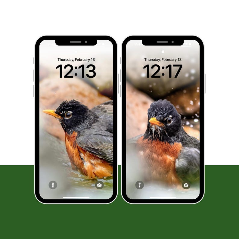 American Robin iPhone Wallpaper, Bird Photo Android Background ...