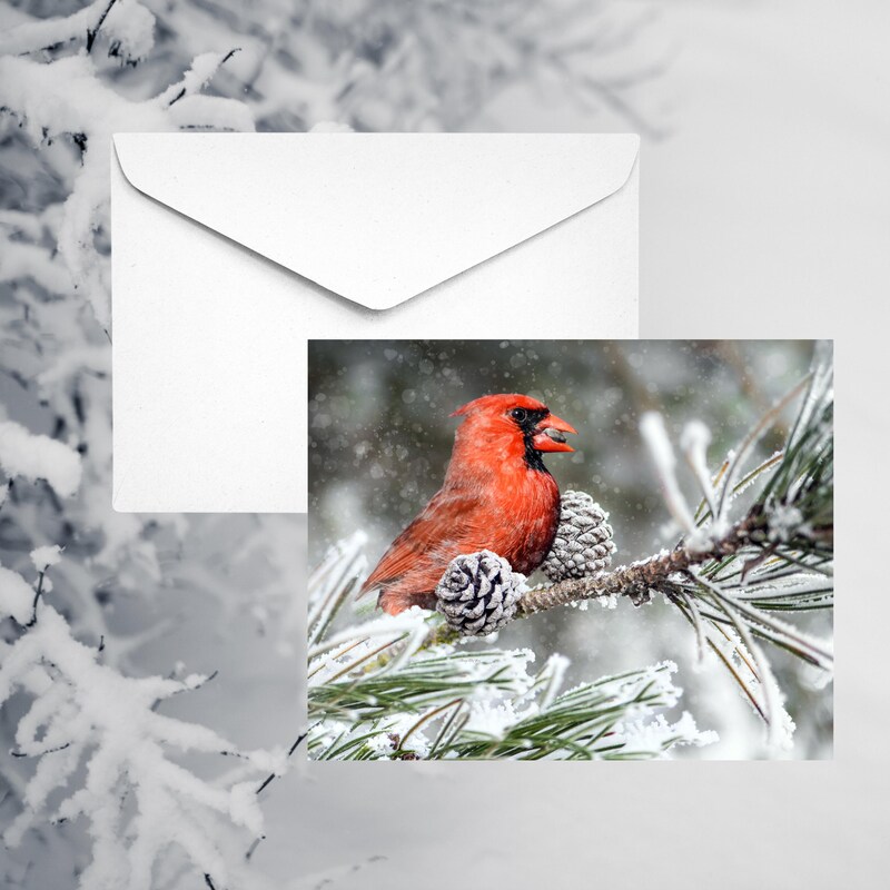 Cardinal Card - Etsy