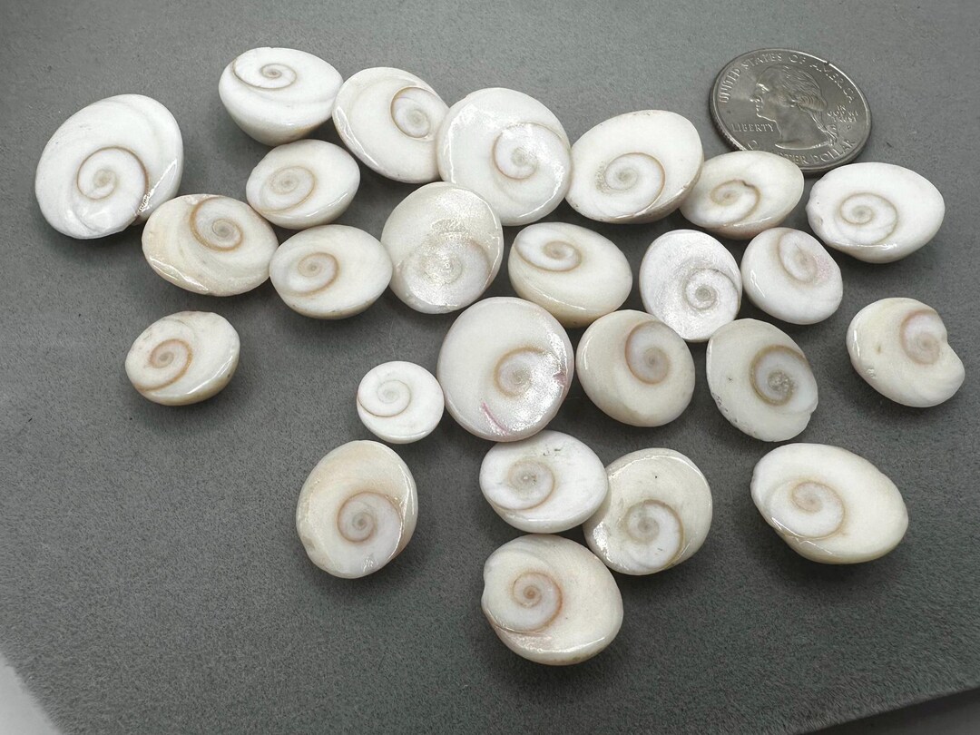 25 Shiva Shells, Range of Sizes From 10mm to 20mm - Etsy