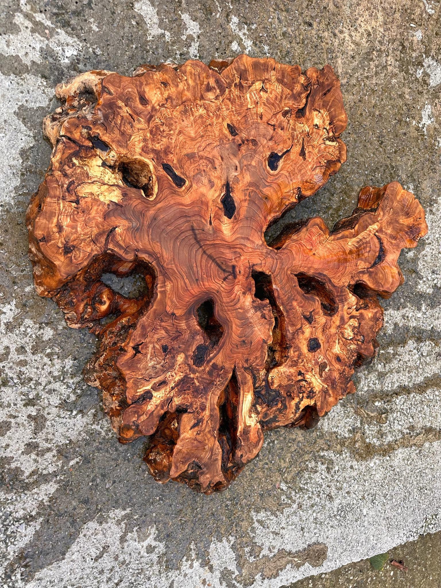 Olive Wood Slab, Live Edge Wood Slab, Burl Wood, Unique Olive Root ...