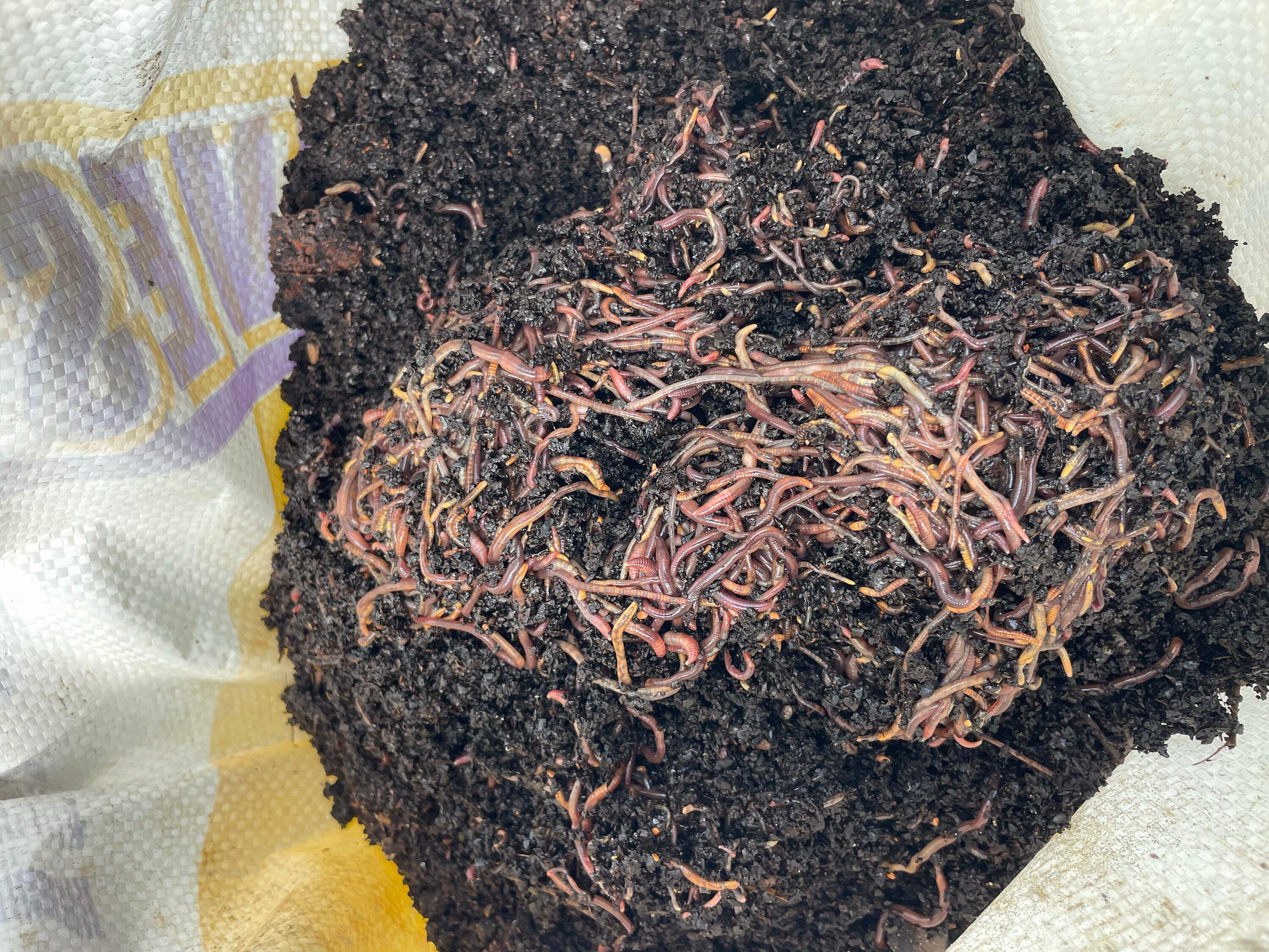 Pure Earthworm Castings - 100% Organic Fertilizer || 1/2lb Bags - Etsy