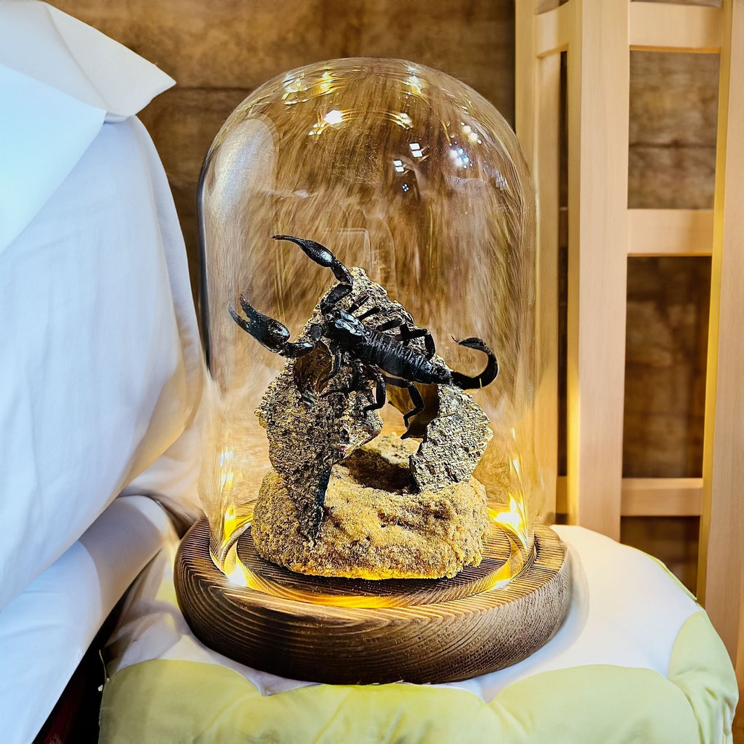 Scorpion Specimen in the Pyramid Real Giant Scorpion Insect Dome Bug ...