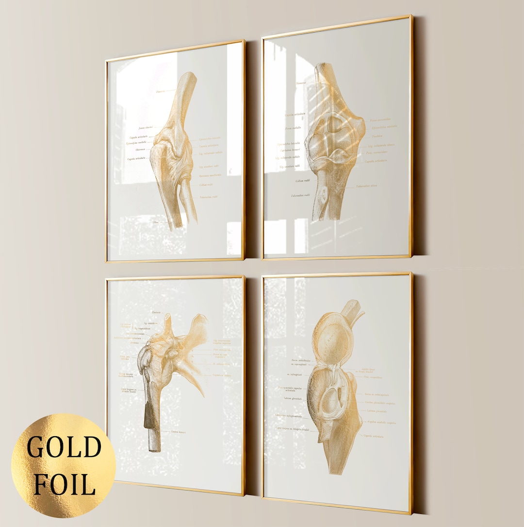 4 Gold Elbow Joint Anatomy Posters, Hand Diagram, Medical Art ...