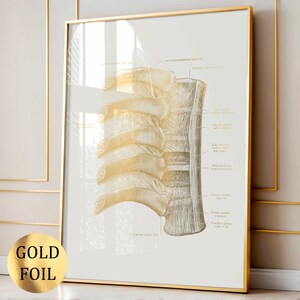 4 Rib Cage Anatomy Posters Thoracic Cage Print Skeletal System Medical ...