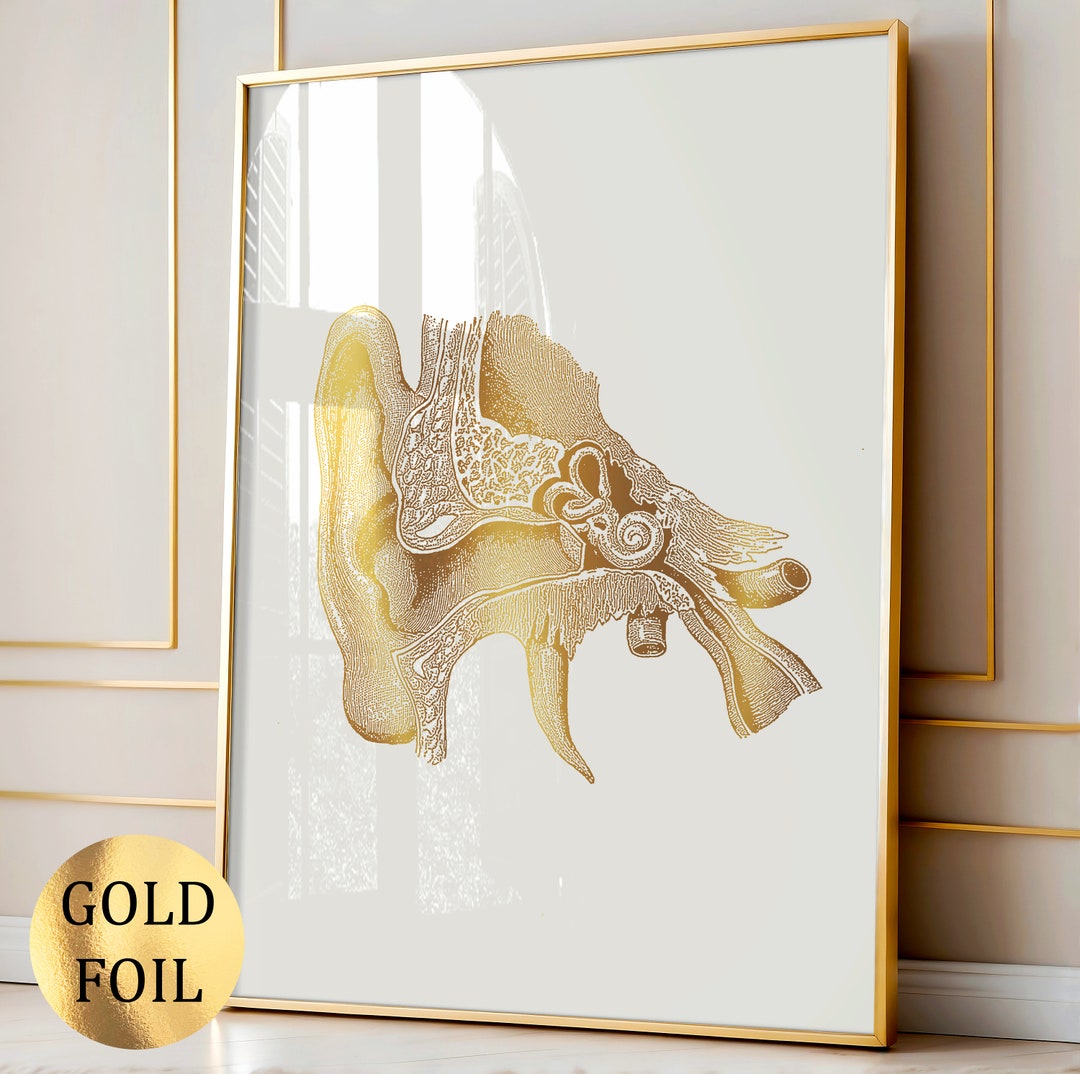 Gold Inner Ear Poster, Ear Anatomy Art, Hearing System, Auditory System ...