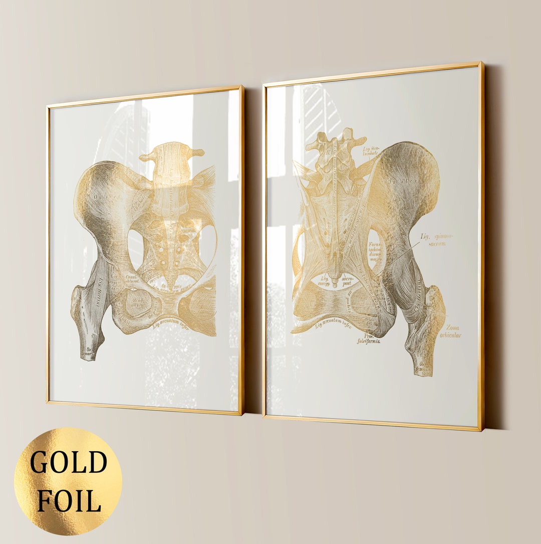 Gold Pelvis Anatomy Art Pelvic Floor Poster Medical Art Obgyn Art ...