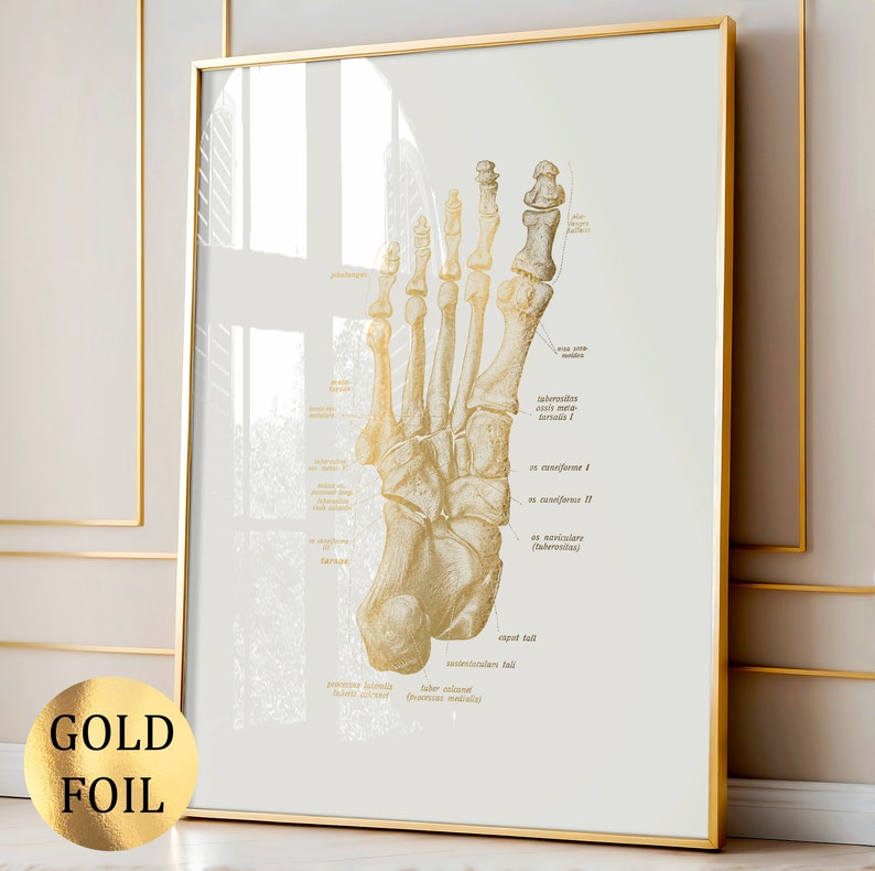 6 Skeleton Anatomy Posters Skeletal System Medical Art Skeleton Bones ...