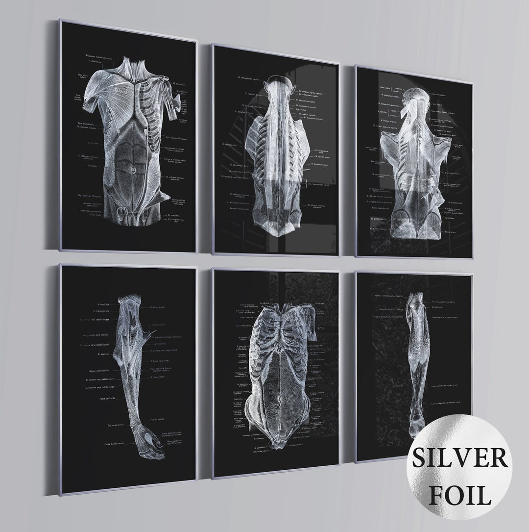 6 Muscle Anatomy Prints Musculoskeletal System Diagram Medical Art ...