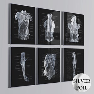 6 Muscle Anatomy Prints Musculoskeletal System Diagram Medical Art ...