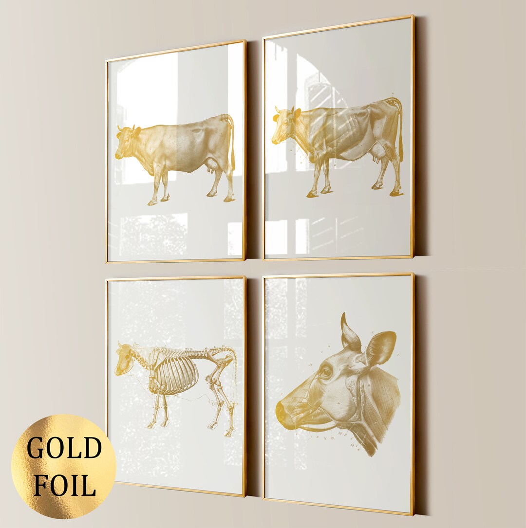 4 Cow Anatomy Art, Bovine Anatomy Posters, Large Animal Anatomy, Farm ...
