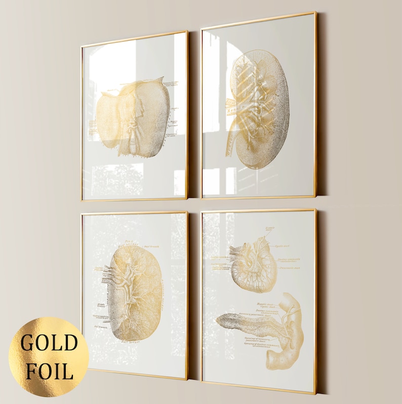 4 Internal Organs Anatomy Art Kidney Art Liver Art Spleen Art Pancreas ...