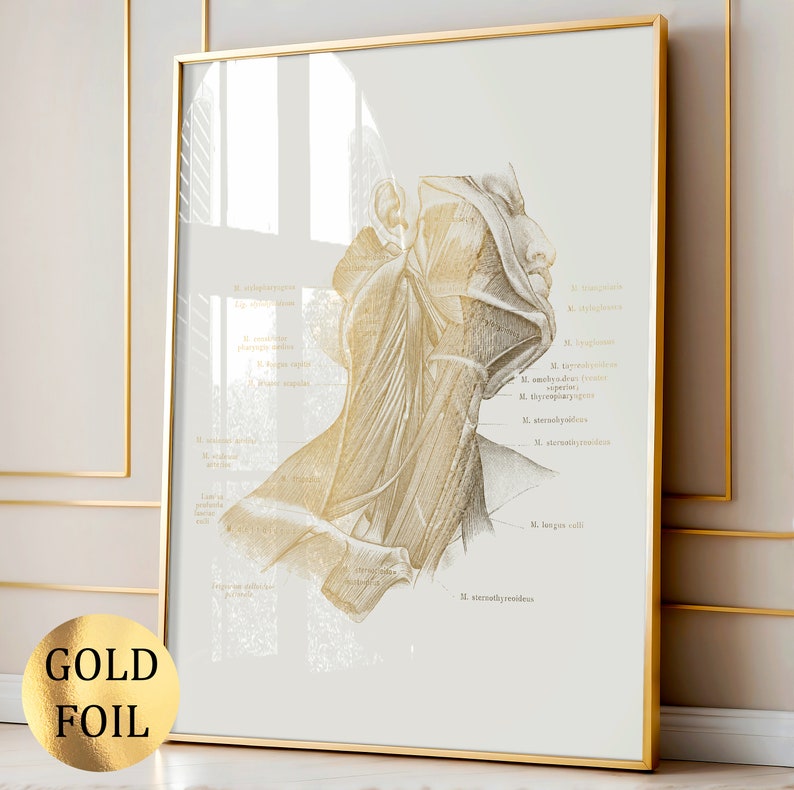 4 Neck Anatomy Art, Muscular System Posters, Medical Art, Science Art ...