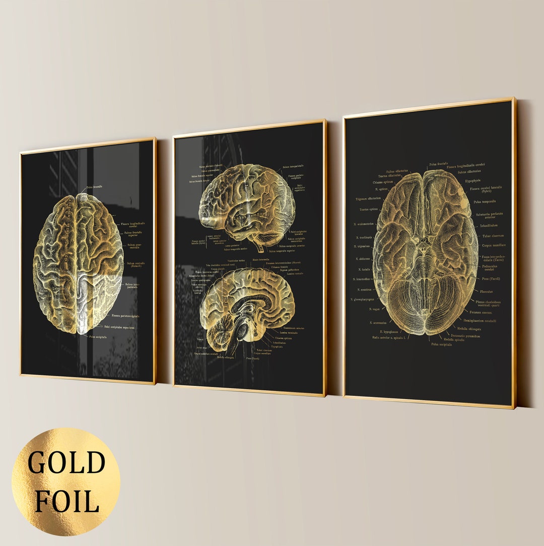 3 Gold Brain Anatomy Art Neurology Art Medical Art Clinic Wall Decor ...