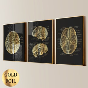 3 Gold Brain Anatomy Art Neurology Art Medical Art Clinic Wall Decor ...