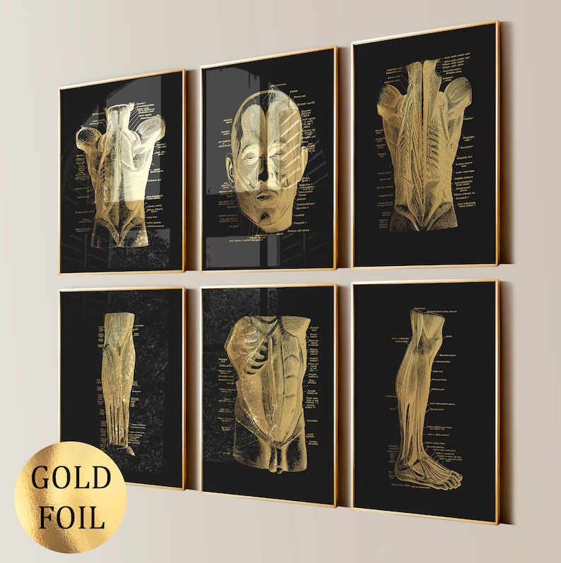 Set 6 Gold Anatomy Art Muscular System Posters Massage Clinic Wall ...