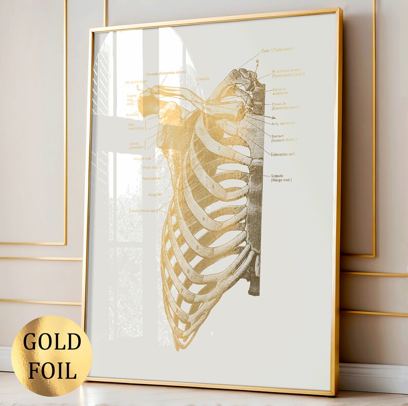 2 Gold Anatomy Art Labeled Skeletal System Poster Rib Cage Diagram ...