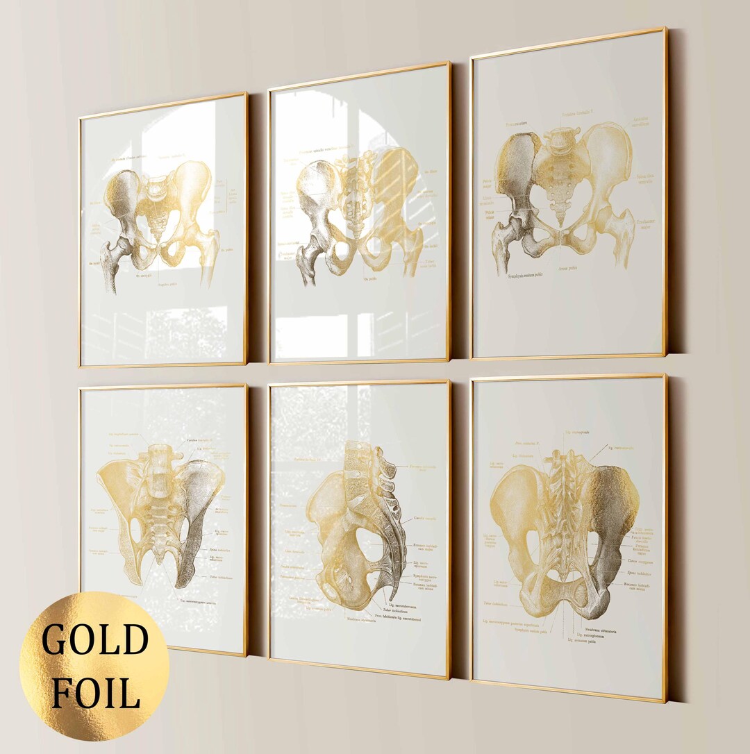 6 Pelvis Anatomy Art Pelvic Girdle Poster Orthopedic Art Obgyn Art ...