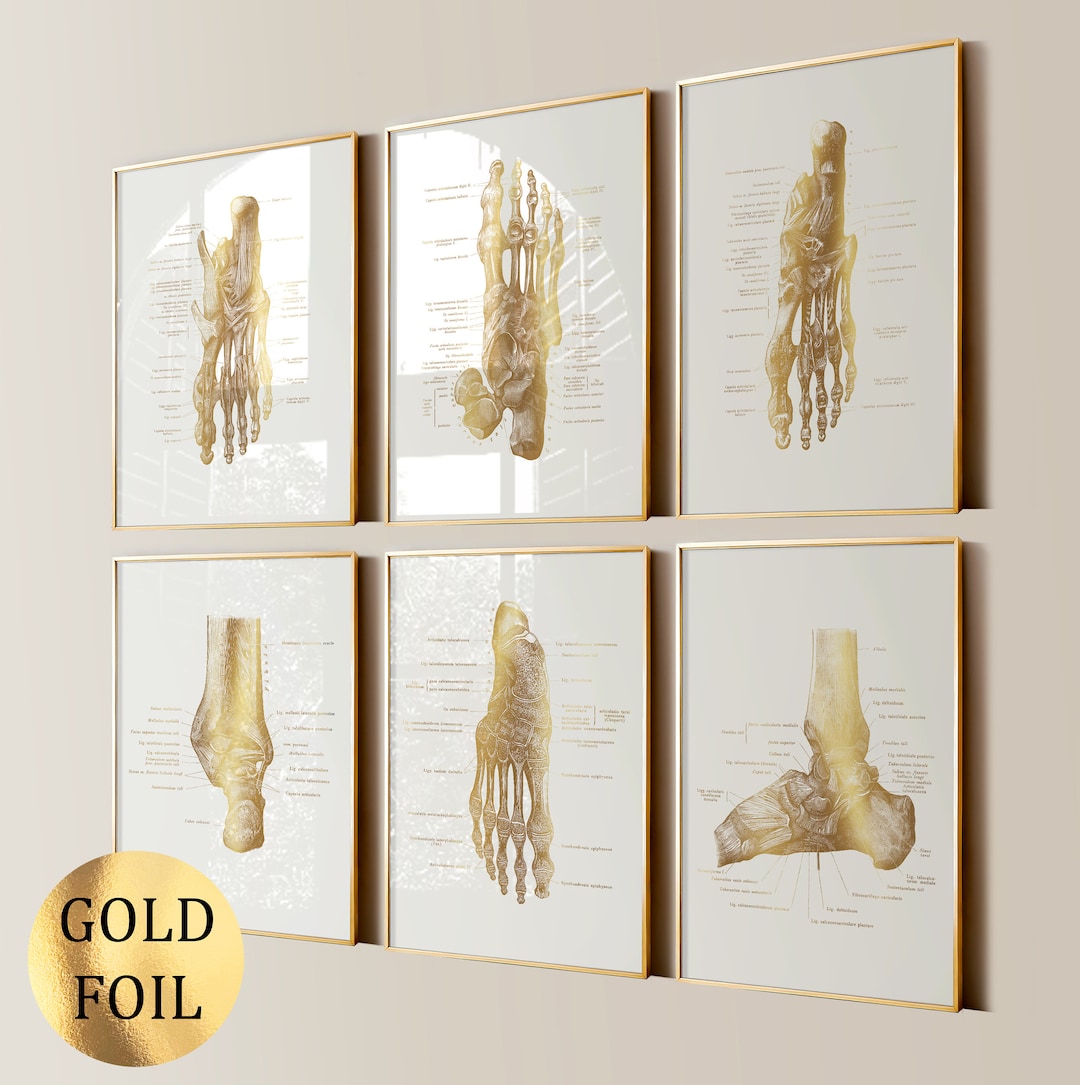6 Gold Foot Anatomy Art Foot Bones Medical Art Orthopedic Gift Surgeon ...