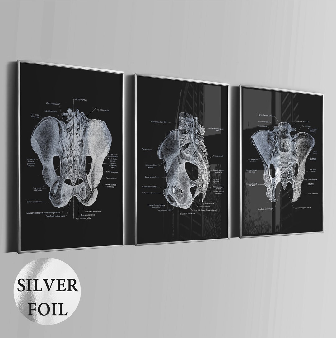 Set 3 Pelvis Anatomy Posters Orthopedic Art Medical Art Obgyn Art ...