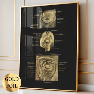 Set 6 Eye Anatomy Posters Ophthalmology Art Medical Art Gold Pupil ...
