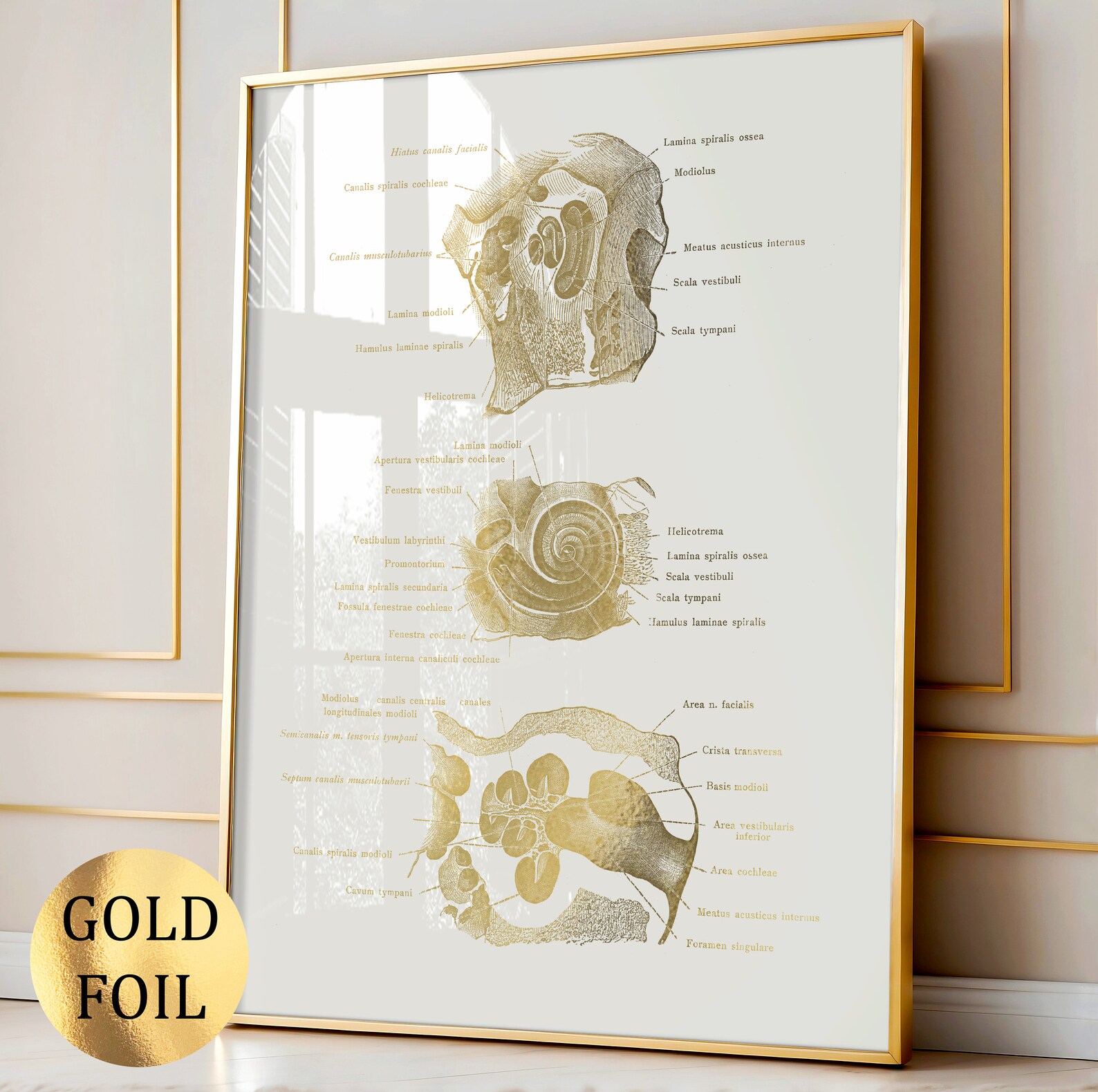 Set 6 Ear Anatomy Art Audiology Poster Medical Art Inner Ear Diagram ...