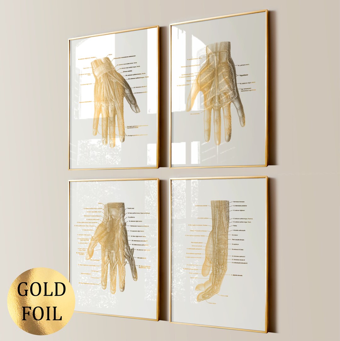 Set 4 Hand Anatomy Posters Palm Muscles Diagram Wrist Diagram Medical ...