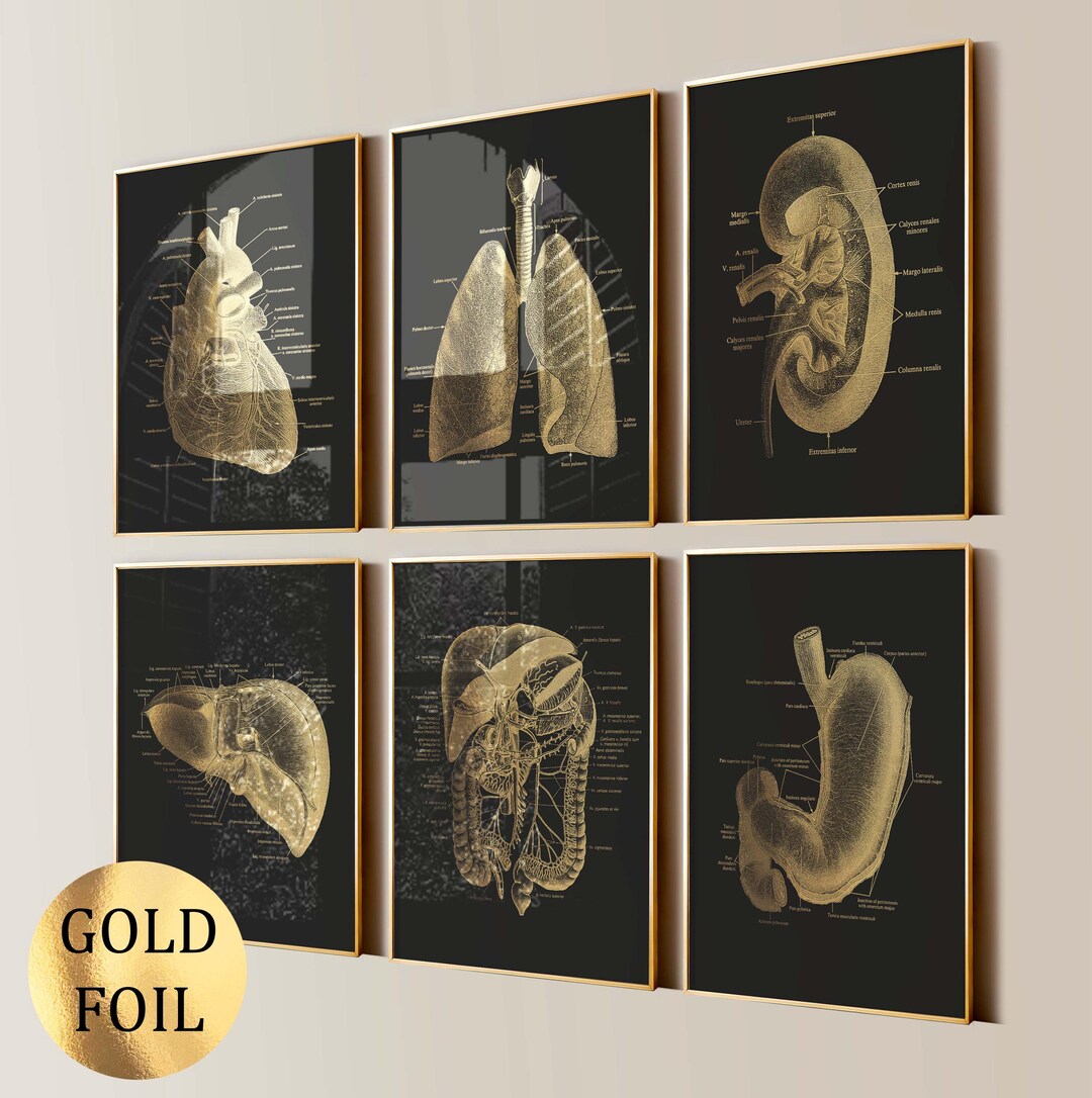 6 Gold Anatomy Posters Internal Organs Print Surgical Medicine Art ...