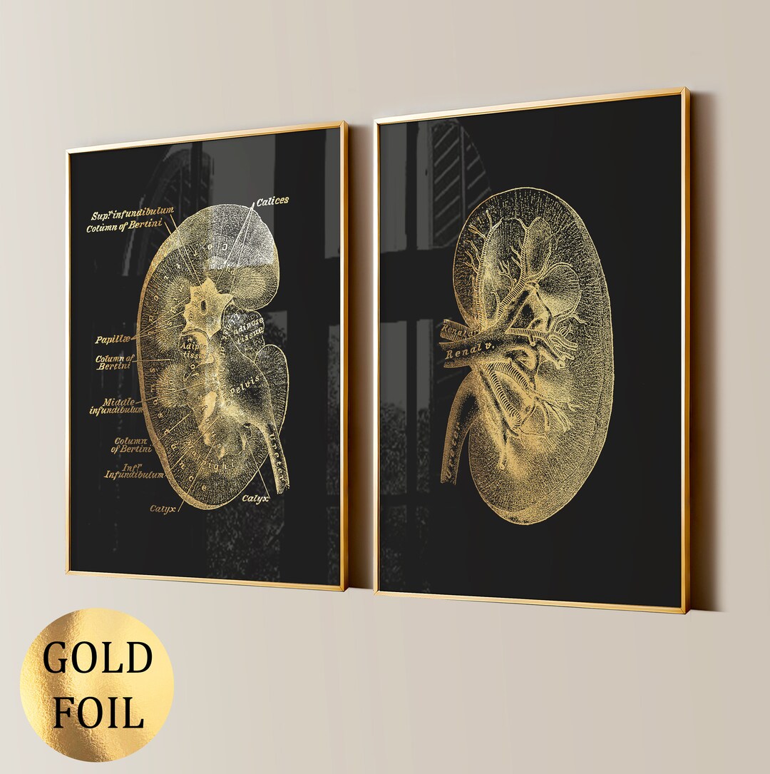 2 Gold Kidney Anatomy Art Medical Art Internal Organ Poster Abdominal ...