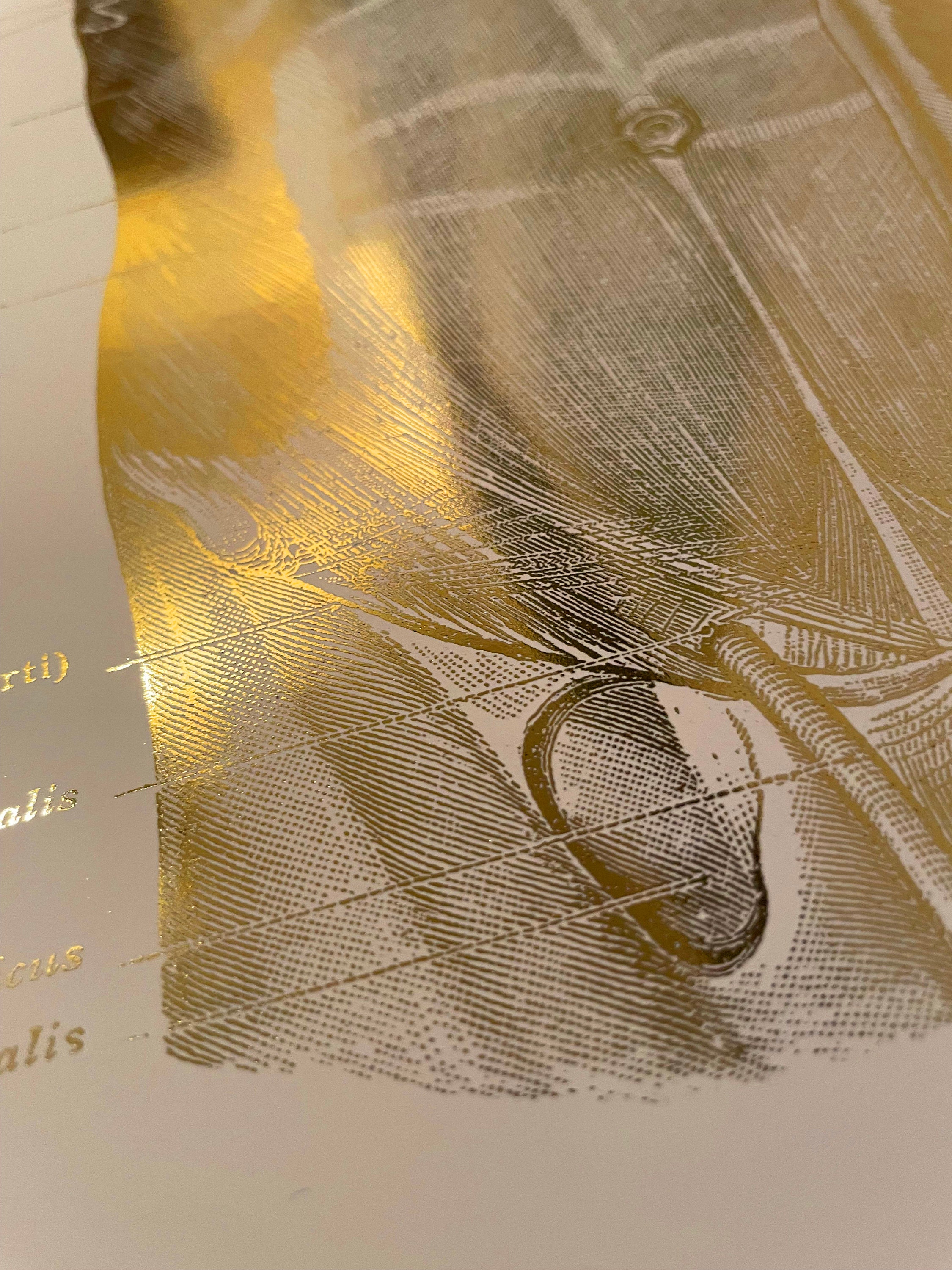 3 Optometrist Gift, Gold Eye Anatomy Art, Optometry Art, Medical Art, Gold Foil Print, Science ...