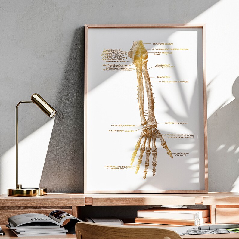3 Gold Hand Anatomy Art Wrist Anatomy Diagram Medical Art Skeletal ...