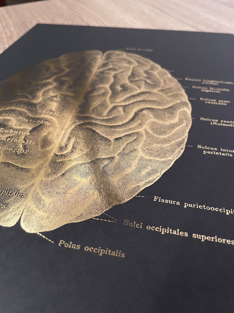 Gold Brain Anatomy Art Neurology Art Medical Art Neurologist Art ...
