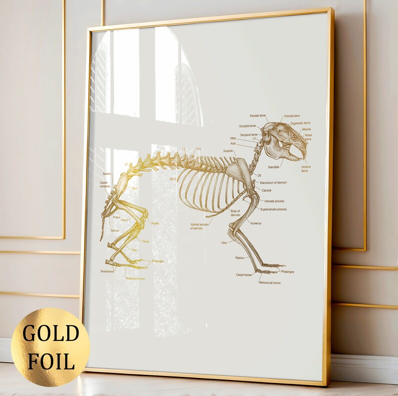 4 Rabbit Anatomy Art, Biology Posters, Small Animal Anatomy, Rodent ...
