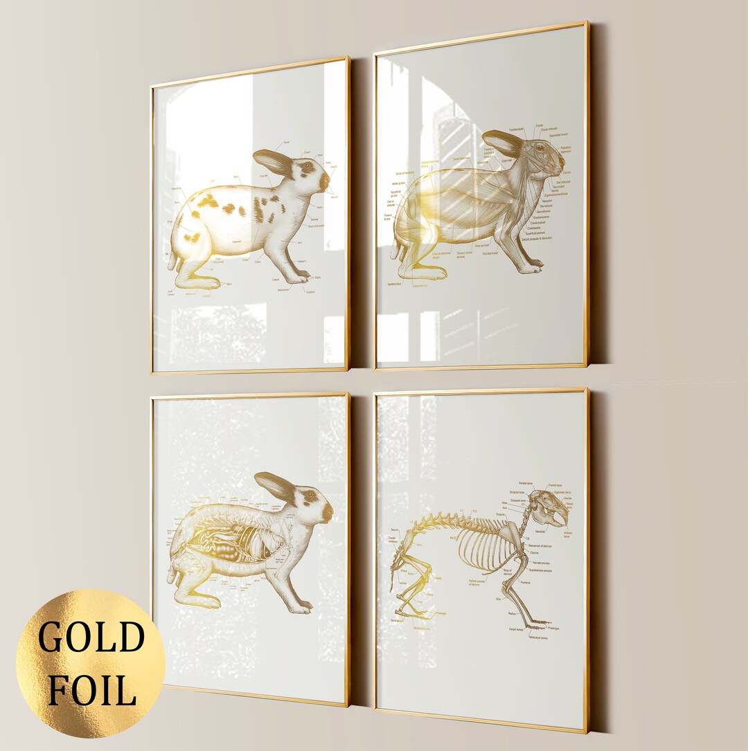 4 Rabbit Anatomy Art, Biology Posters, Small Animal Anatomy, Rodent ...