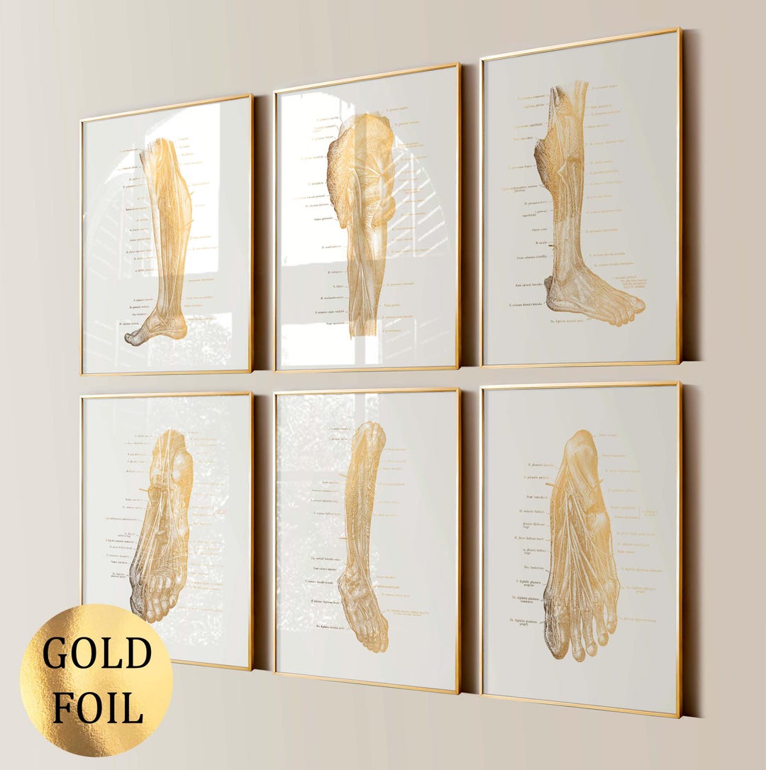 Set 6 Foot Anatomy Art Leg Poster Medical Art Musculoskeletal System ...
