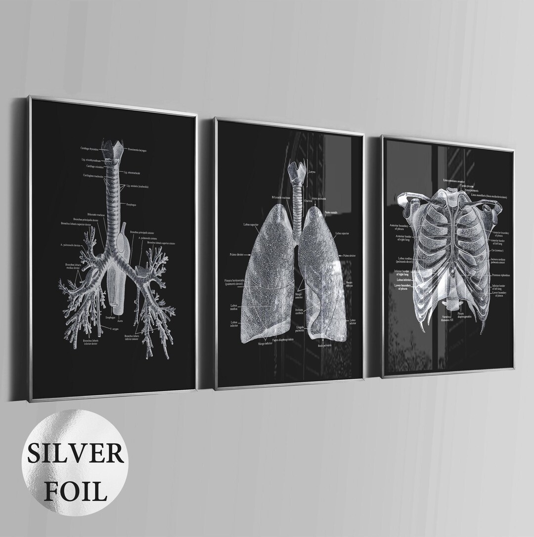 Set 3 Lung Anatomy Posters Science Art Medical Art Respiratory System ...