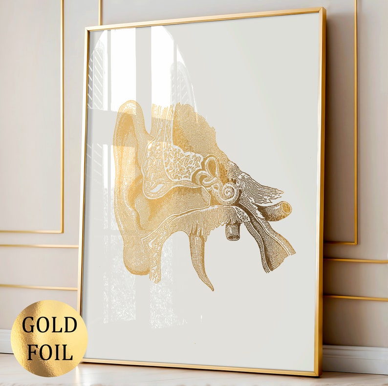 6 Gold Ear Anatomy Art Auditory System Posters Medical Art Inner Ear ...