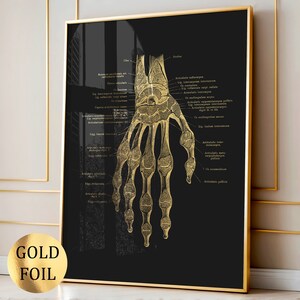6 Gold Hand Bones Anatomy Art Radiocarpal Joint Poster Wrist Joint ...