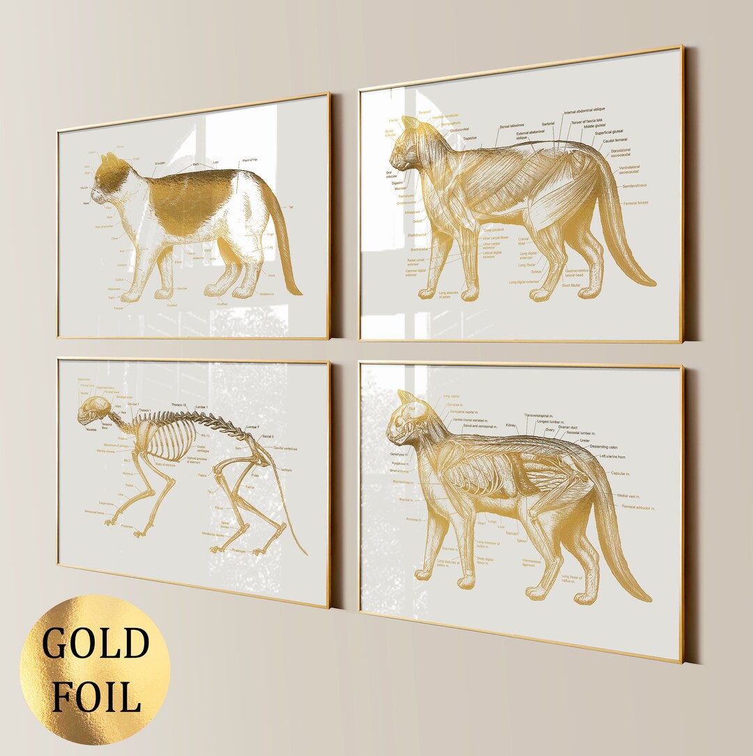 4 Cat Anatomy Art, Feline Anatomy Posters, Animal Anatomy, Pet Anatomy ...