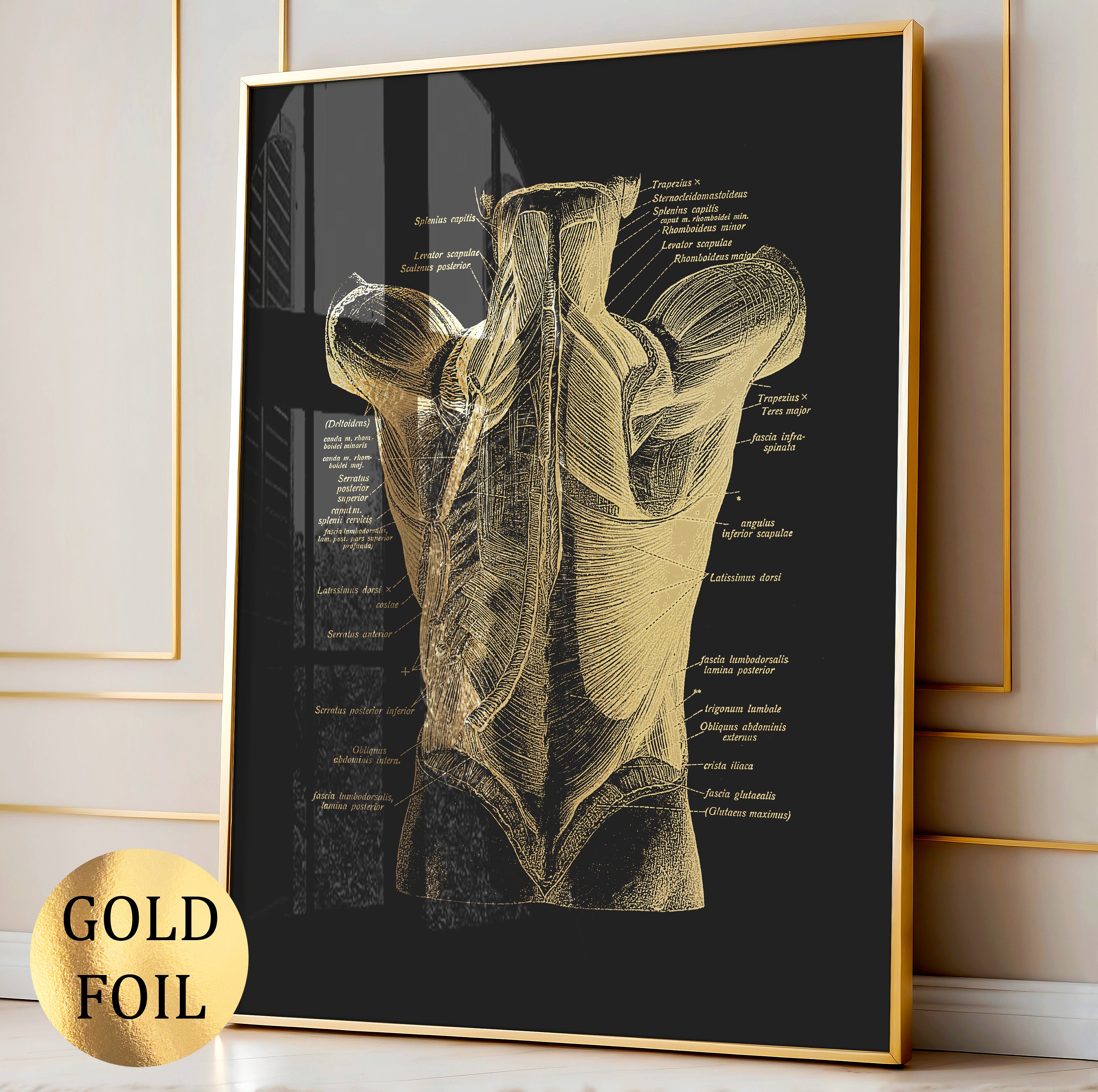 Set 6 Gold Anatomy Art Muscular System Posters Massage Clinic Wall ...