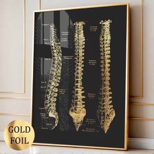 6 Spine Vertebral Column Anatomy Art Vertebrae Poster Spinal Diagram ...