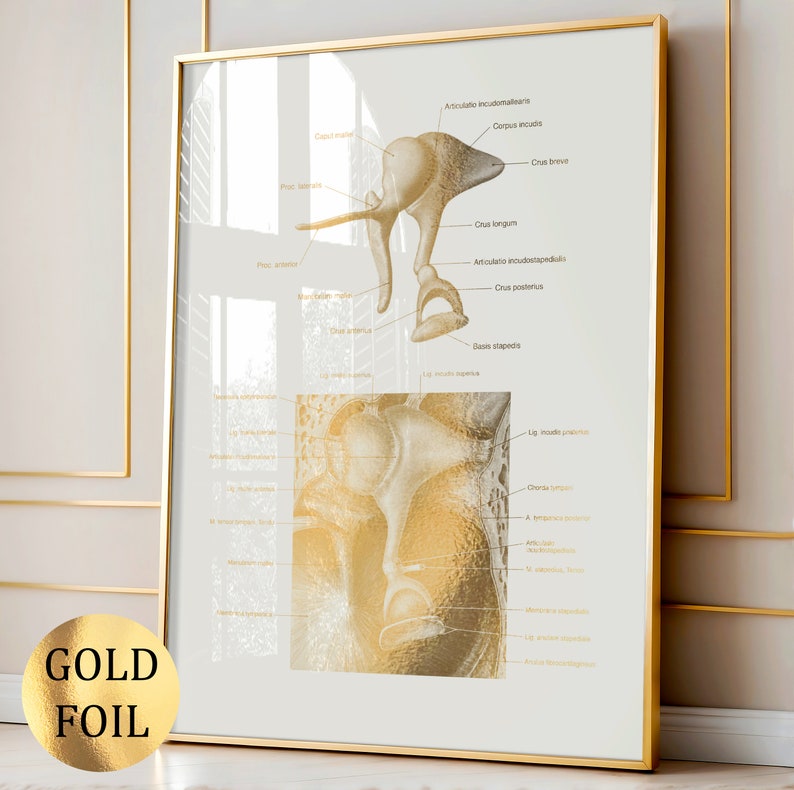 4 Gold Ear Anatomy Posters, Medical Art, Auditory System, Hearing ...