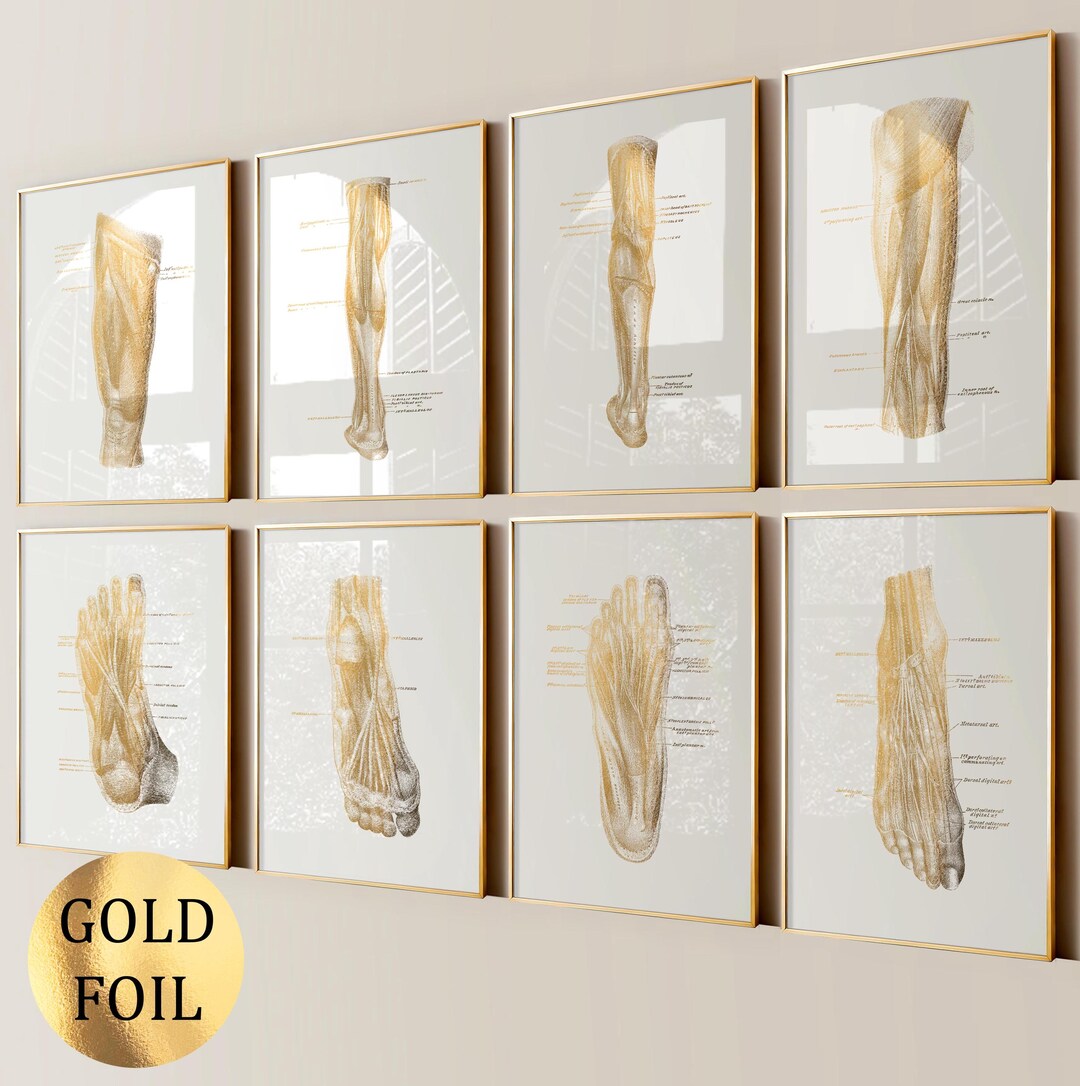 8 Gold Anatomy Art Foot Anatomy Posters Foot Muscles Diagram Foot Chart ...