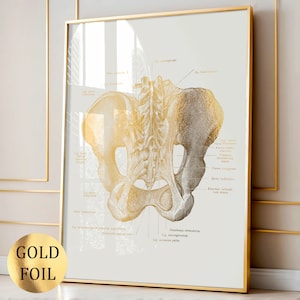 Set 6 Pelvis Posters Anatomy Art Orthopedic Art Obgyn Art Skeletal ...