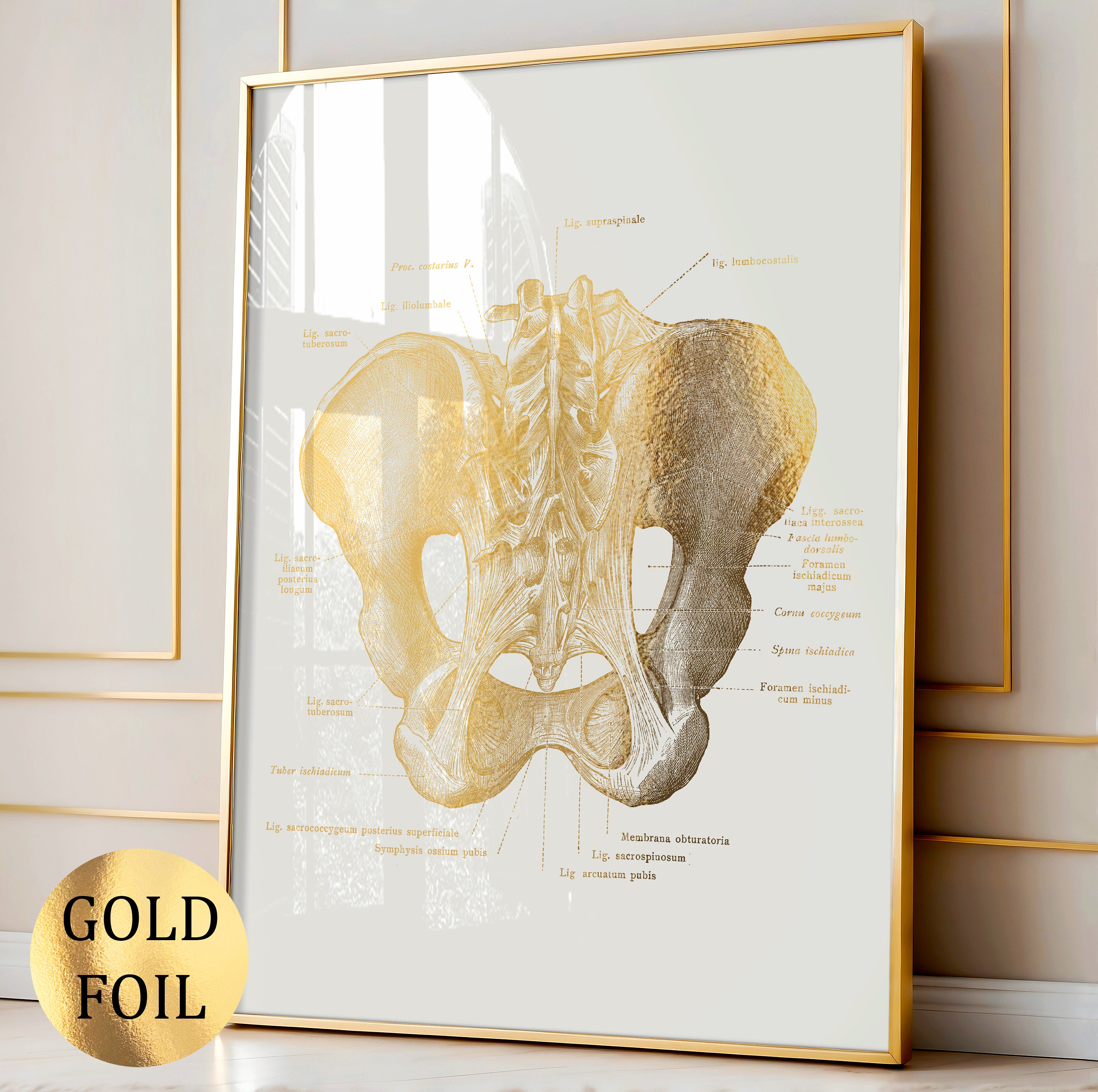 6 Pelvis Anatomy Art Pelvic Girdle Poster Orthopedic Art Obgyn Art ...