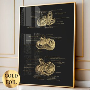 6 Human Ear Anatomy Art Audiology Poster Gold Medical Art Inner Ear ...